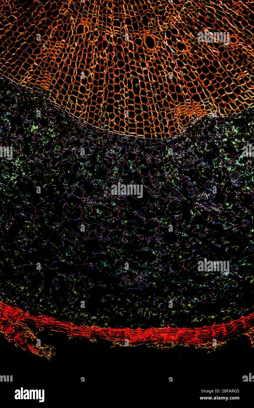 Leaf veins under microscope hi-res stock photography and images - Alamy