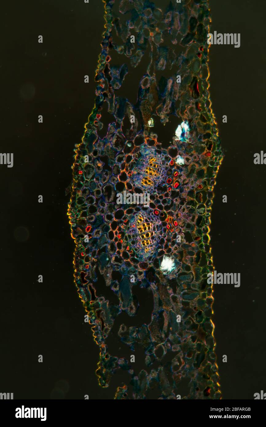 Sheet cross section under the microscope 100x Stock Photo - Alamy