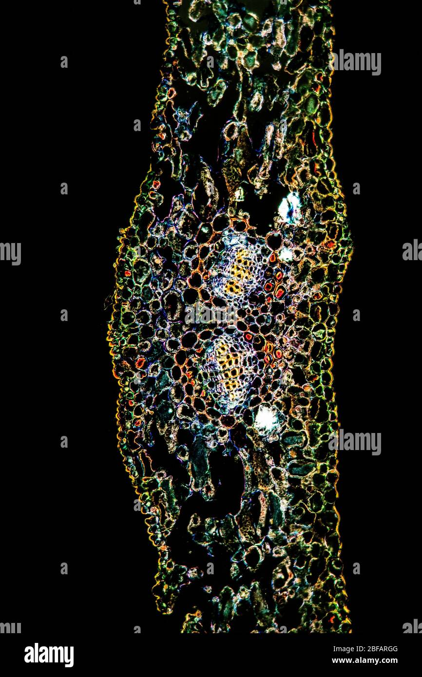 Under microscope cross section cross hi-res stock photography and ...