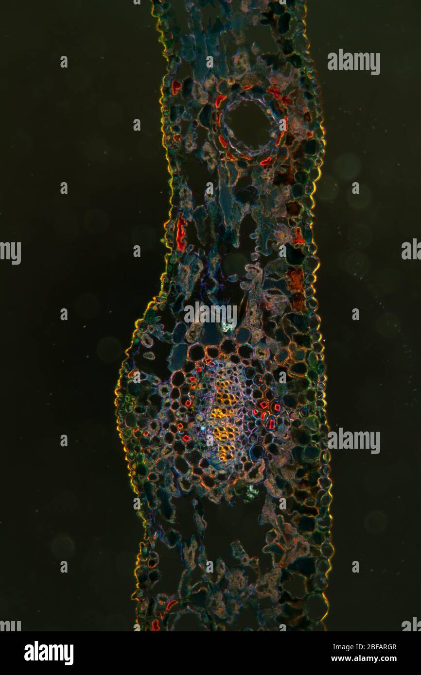 Sheet cross section under the microscope 100x Stock Photo - Alamy