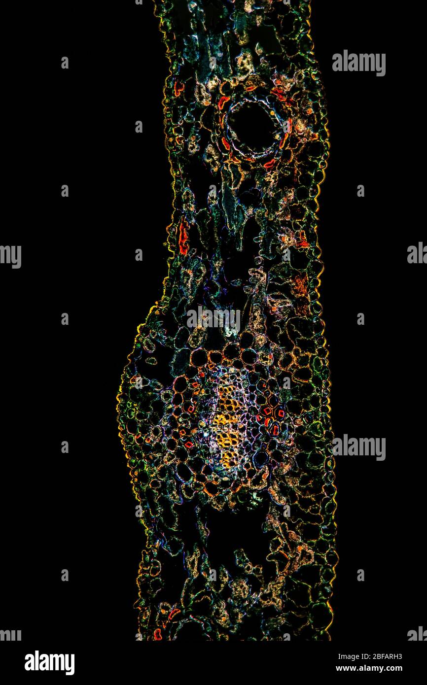 Sheet cross section under the microscope 100x Stock Photo - Alamy
