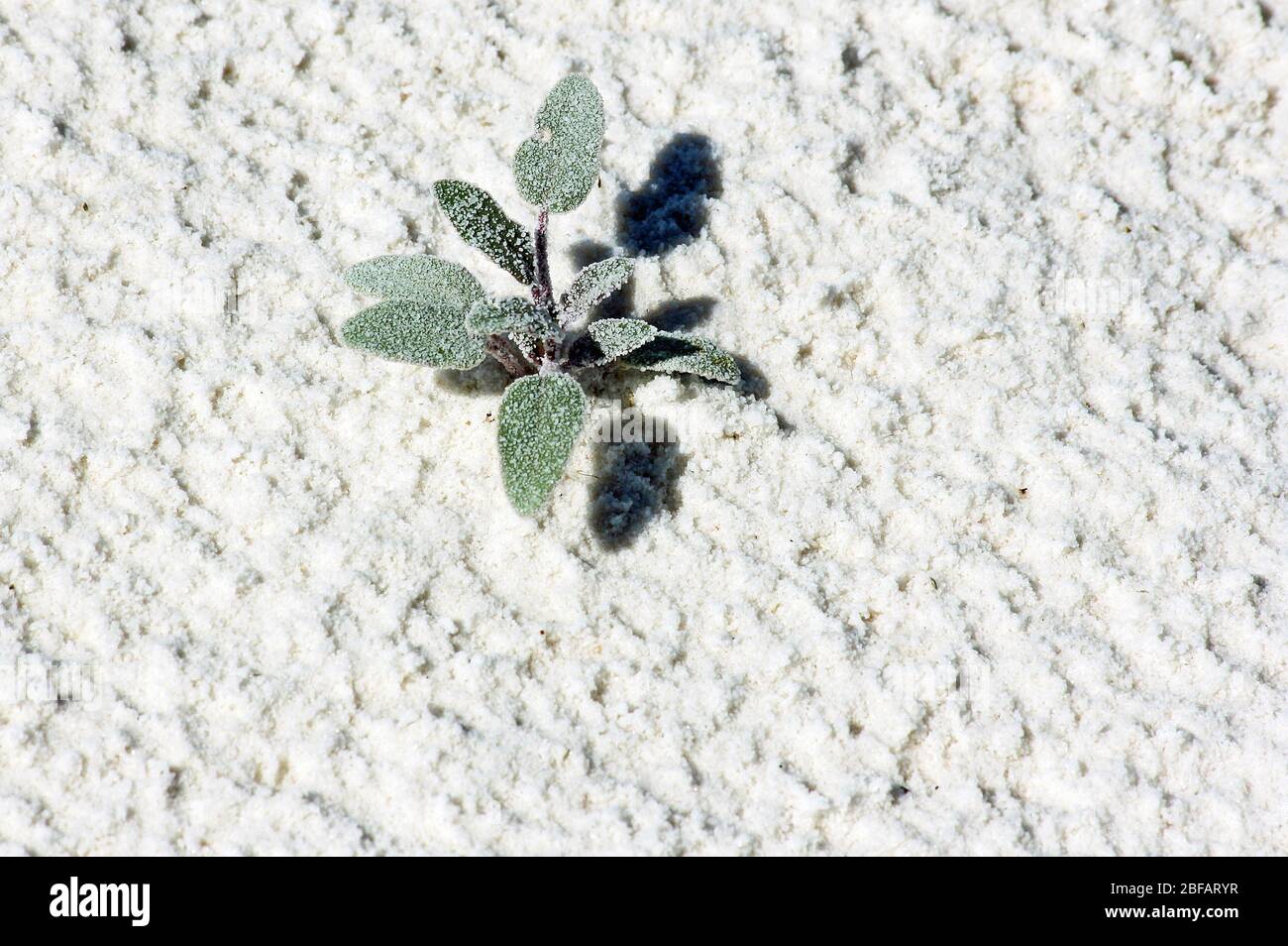 Power of life hi-res stock photography and images - Alamy