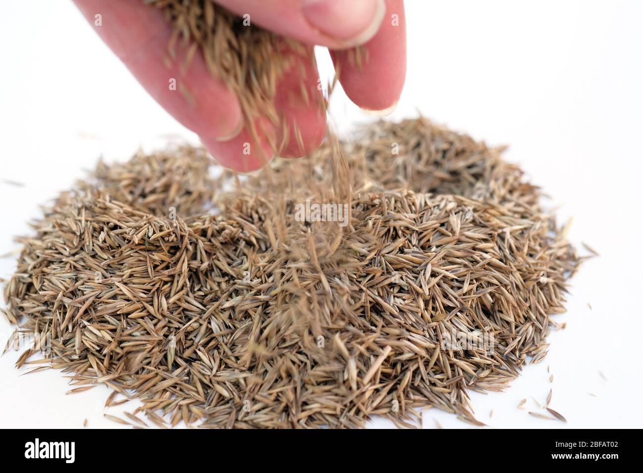Dry lawn grass seeds on a white background. Seeds for the lawn are ...