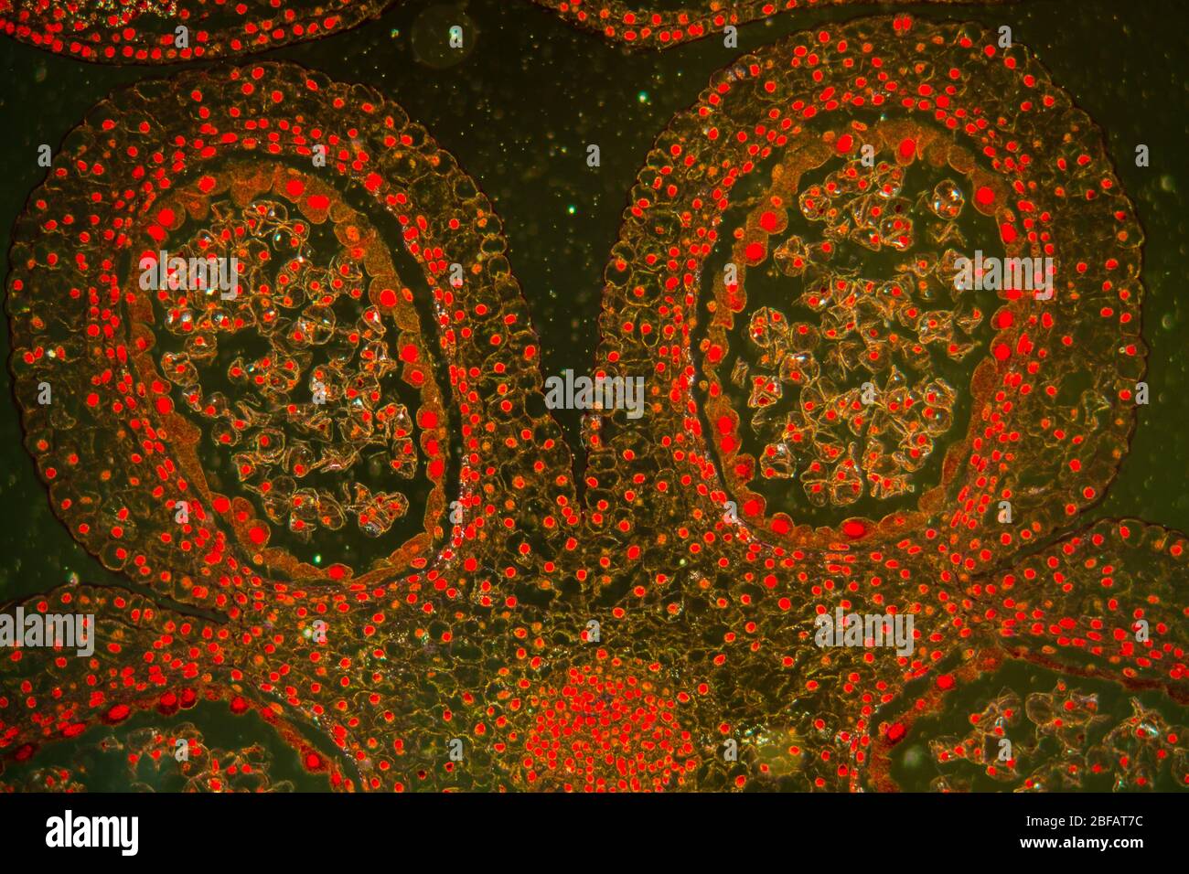 Flower bud of the tulip under the microscope 100x Stock Photo - Alamy