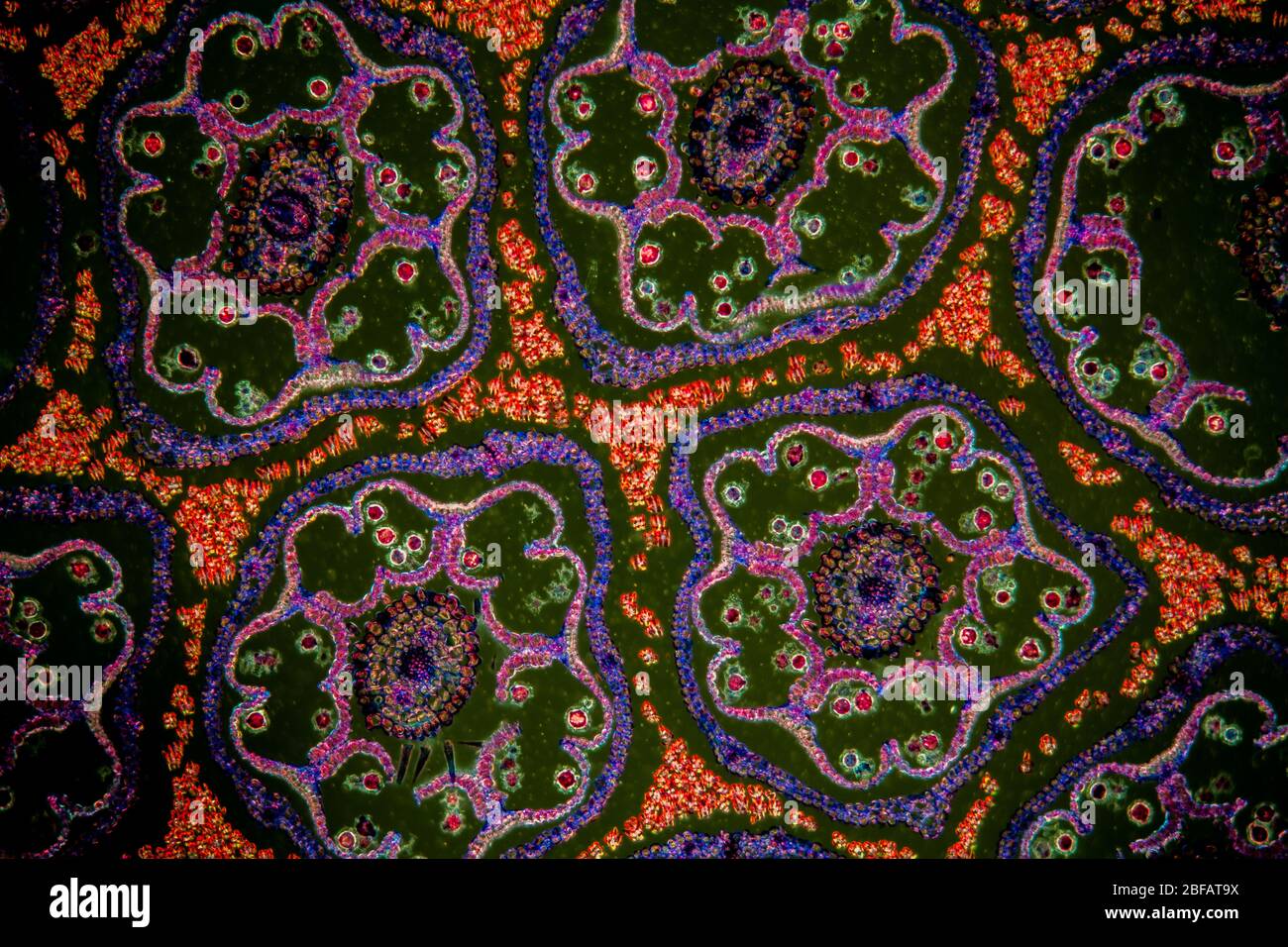 Dandelion blossom under the microscope 100x Stock Photo - Alamy