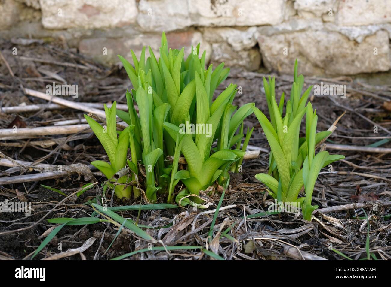 Lily shoots hi-res stock photography and images - Alamy