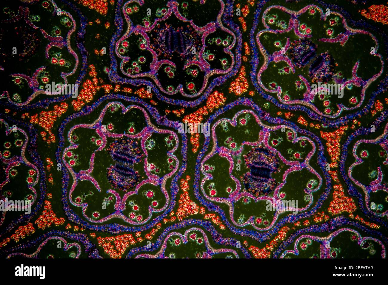 Dandelion blossom under the microscope 100x Stock Photo - Alamy