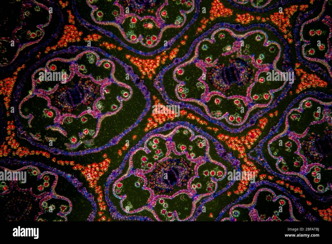 Dandelion Blossom Under The Microscope 100x Stock Photo Alamy
