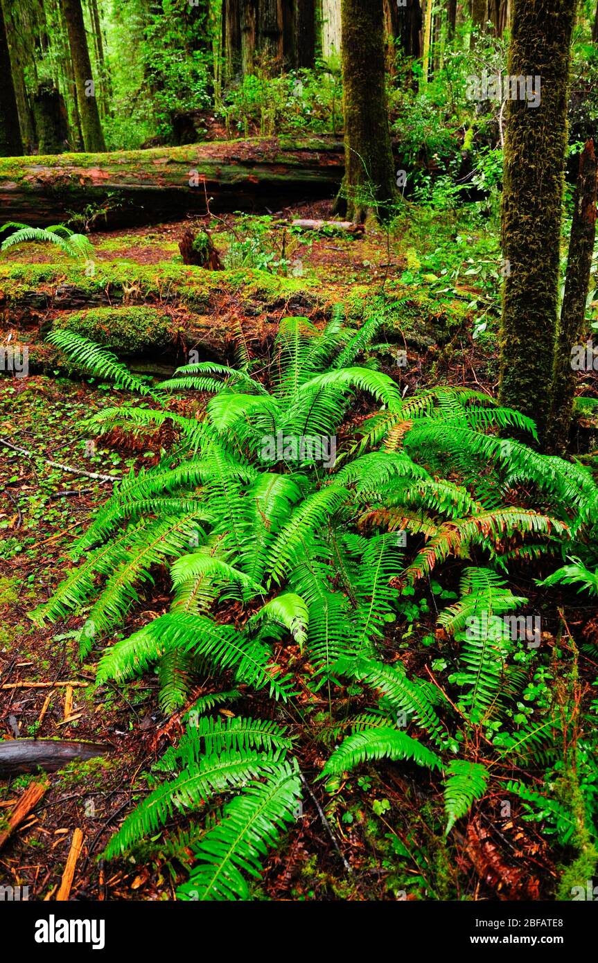Ferns growing in a redwood forest in Northern California Stock Photo ...