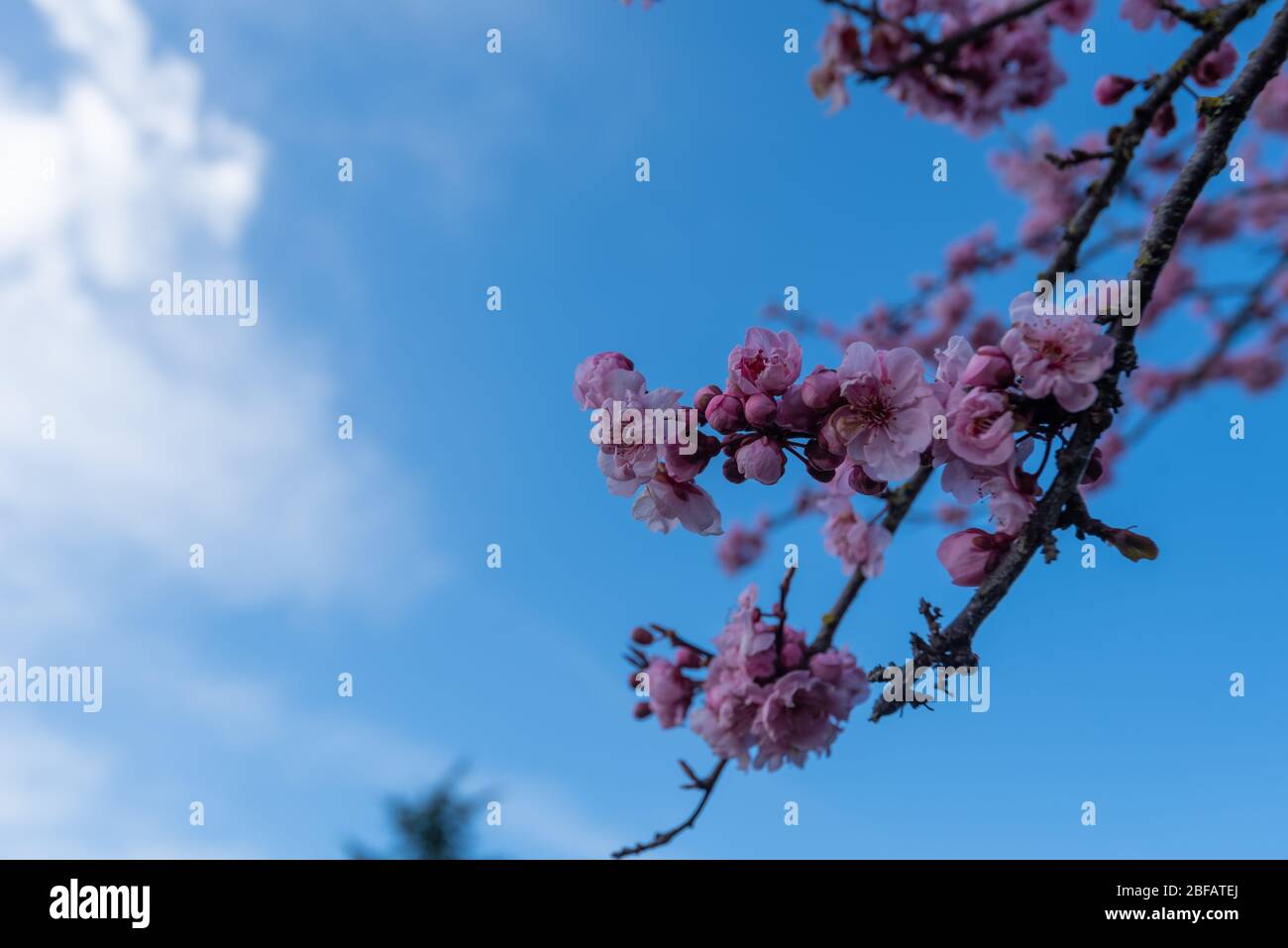 Flower with sky backdrop hi-res stock photography and images - Alamy