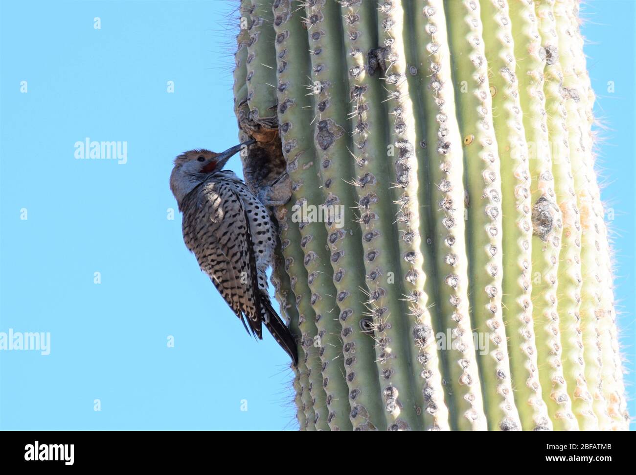 Saguaro cactus animal hi-res stock photography and images - Alamy