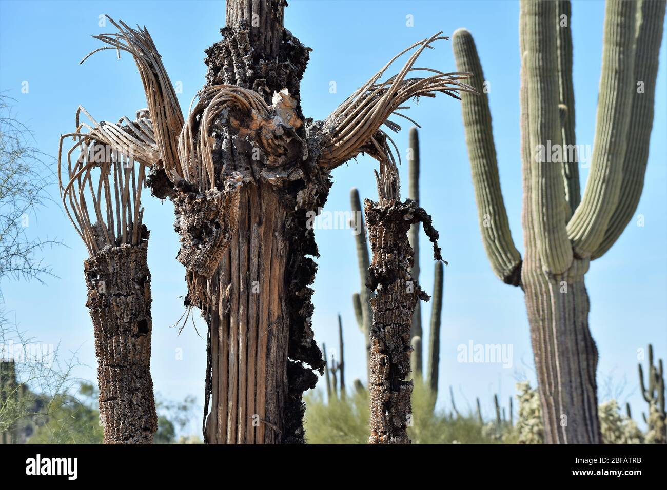 The skeletal remains of a saguaro cactus that was most likely struck by ...