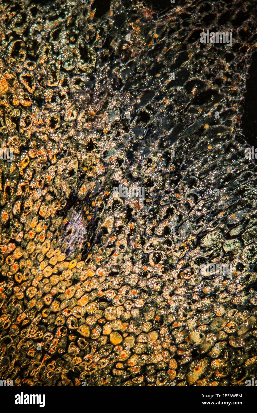 Spruce shoot tissue under the microscope 100x Stock Photo - Alamy