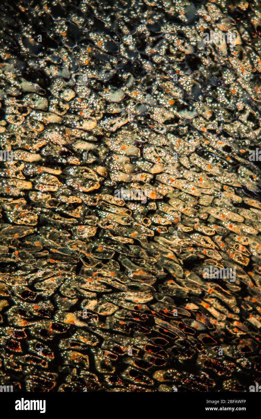 Spruce shoot tissue under the microscope 100x Stock Photo - Alamy