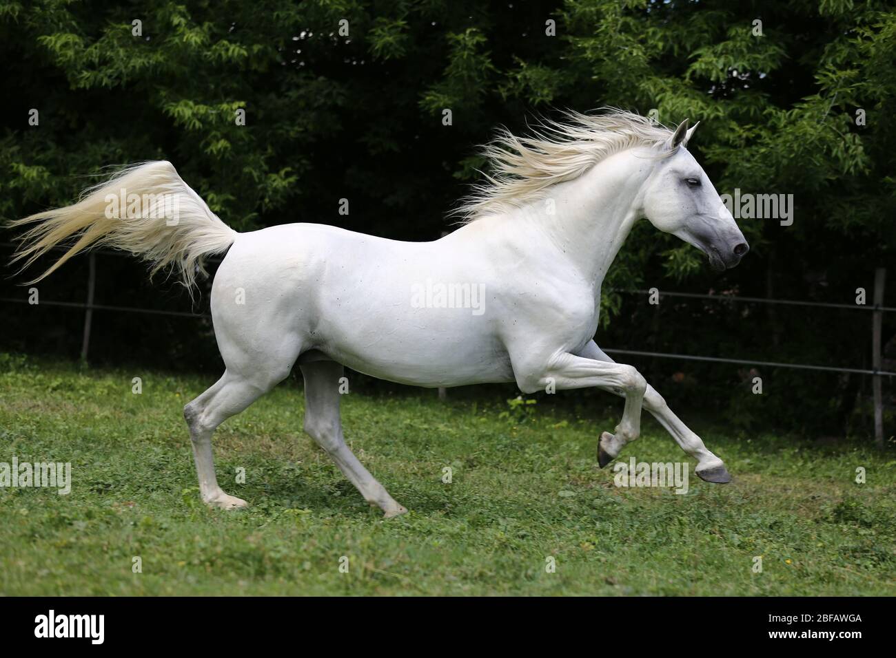 Grey colored purebred andalusian horse with long mane galloping across ...