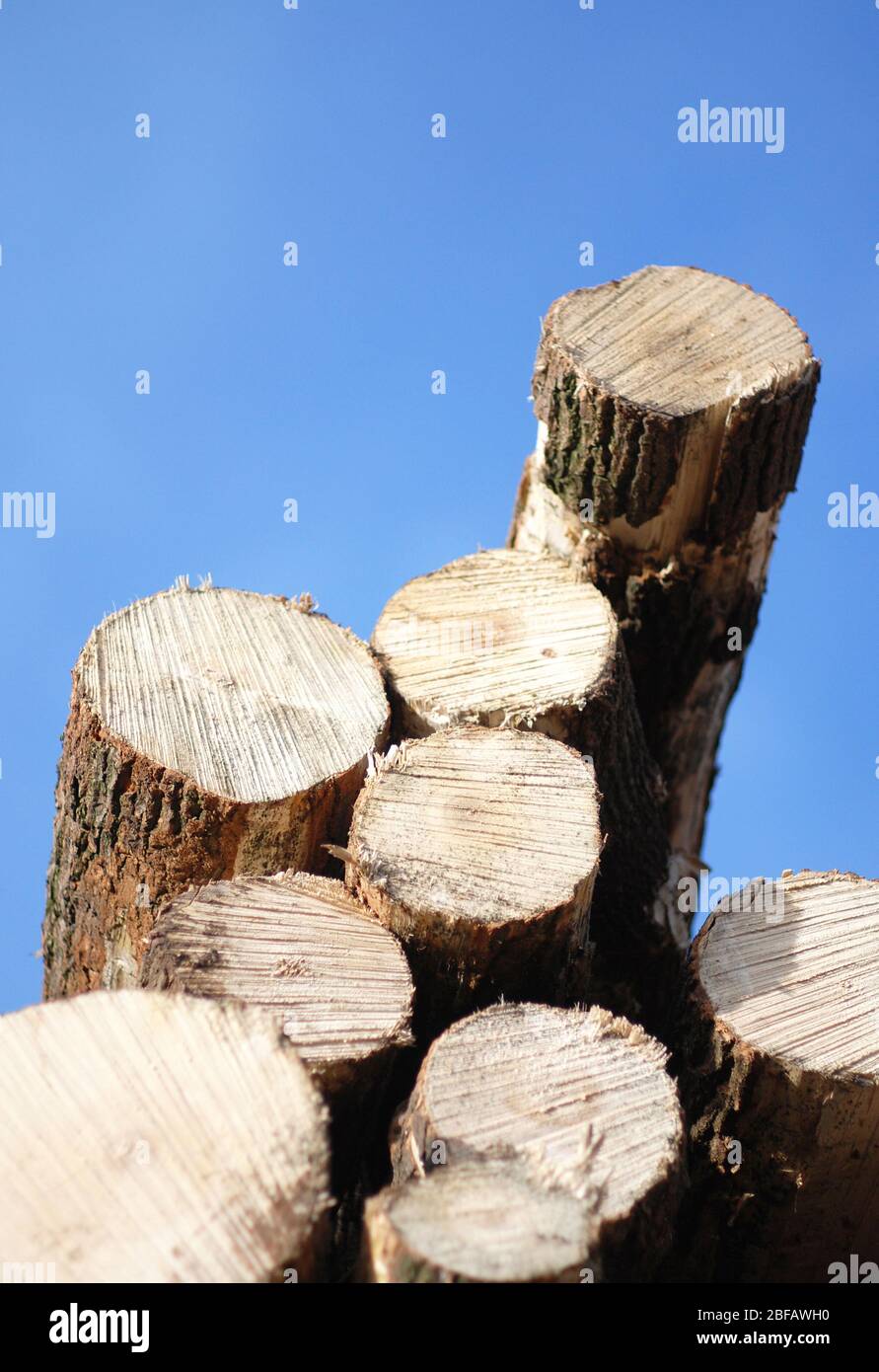Fresh cut trees pile Stock Photo - Alamy