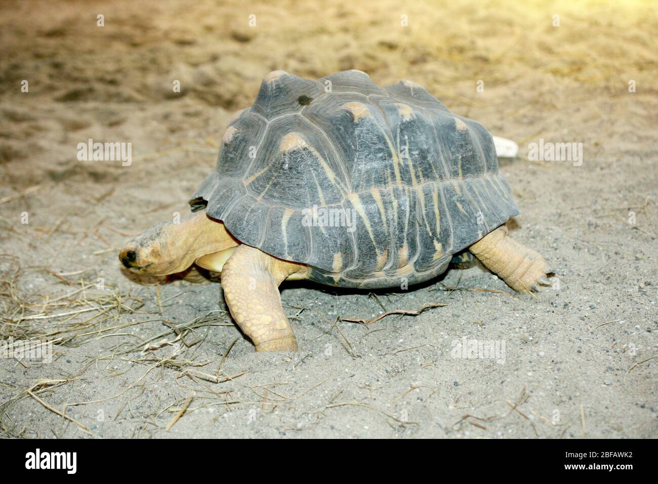 The radiated tortoise (Astrochelys radiata) is an originally endemic to ...
