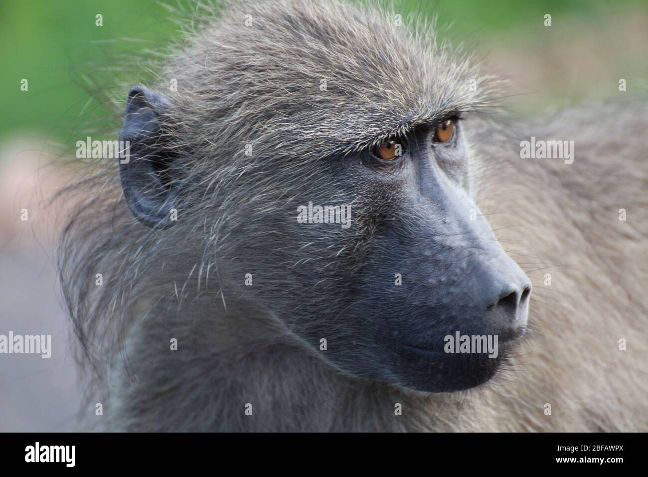 Baboon Eyes High Resolution Stock Photography and Images - Alamy
