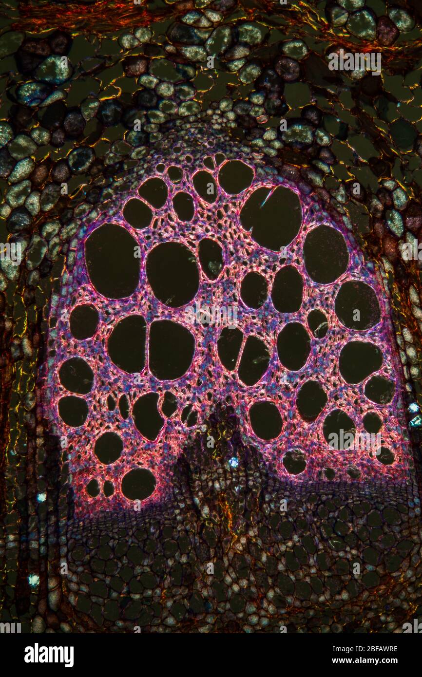 Pipe shrub trunk in cross section 100x Stock Photo - Alamy