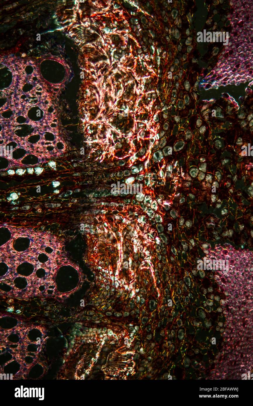 Pipe shrub trunk in cross section 100x Stock Photo - Alamy