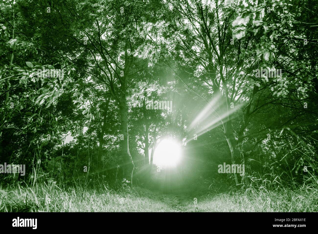 Torch, light beam in woods, forest at night. Spooky, scary... concept ...