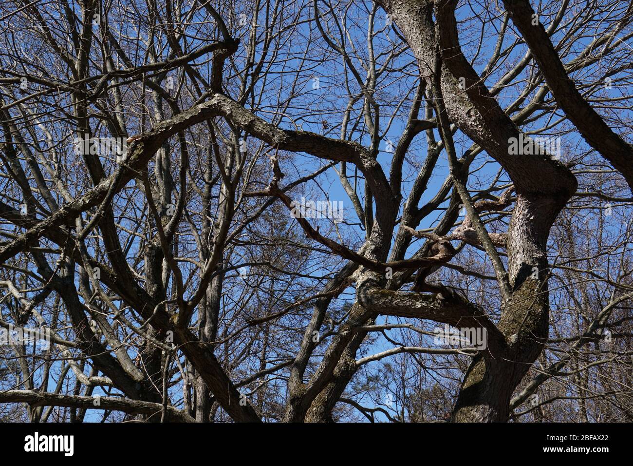 Tangled trees with blue sky hi-res stock photography and images - Alamy