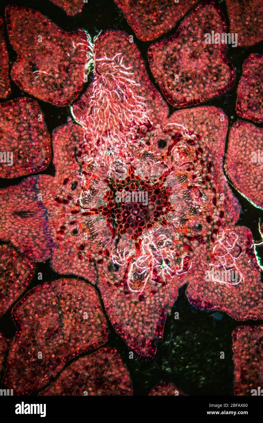 Dark field microscopy cells hi-res stock photography and images - Alamy