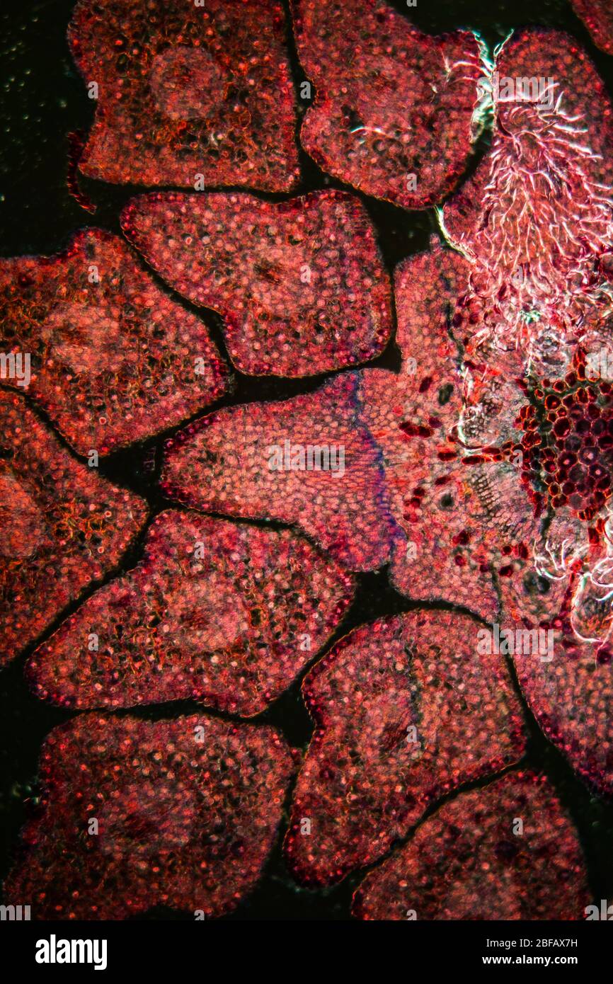 Spruce shoot tissue under hi-res stock photography and images - Alamy