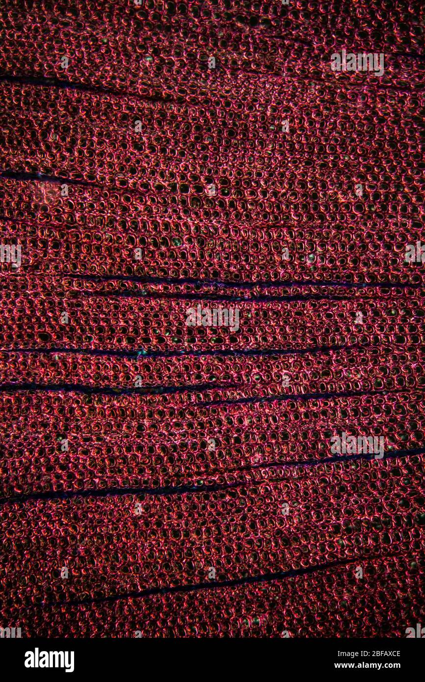 Pine wood cross section under the microscope 100x Stock Photo - Alamy