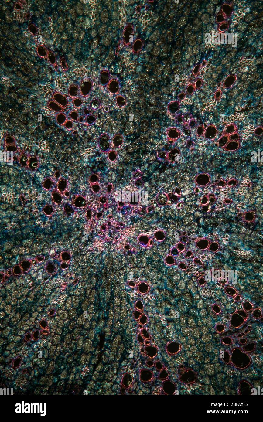 Alfalfa root in cross section 100x Stock Photo - Alamy