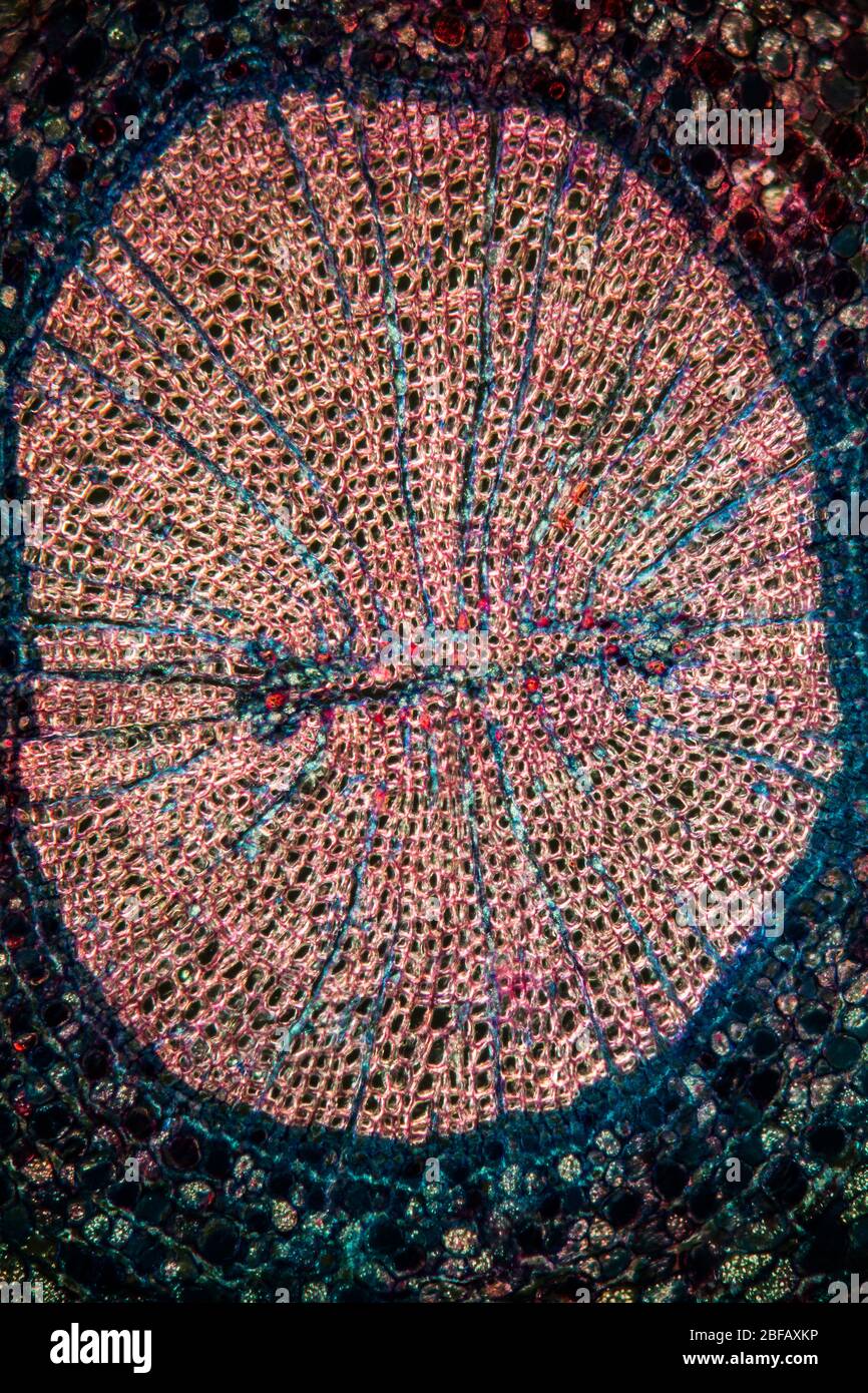 Yew root in cross section 100x Stock Photo - Alamy