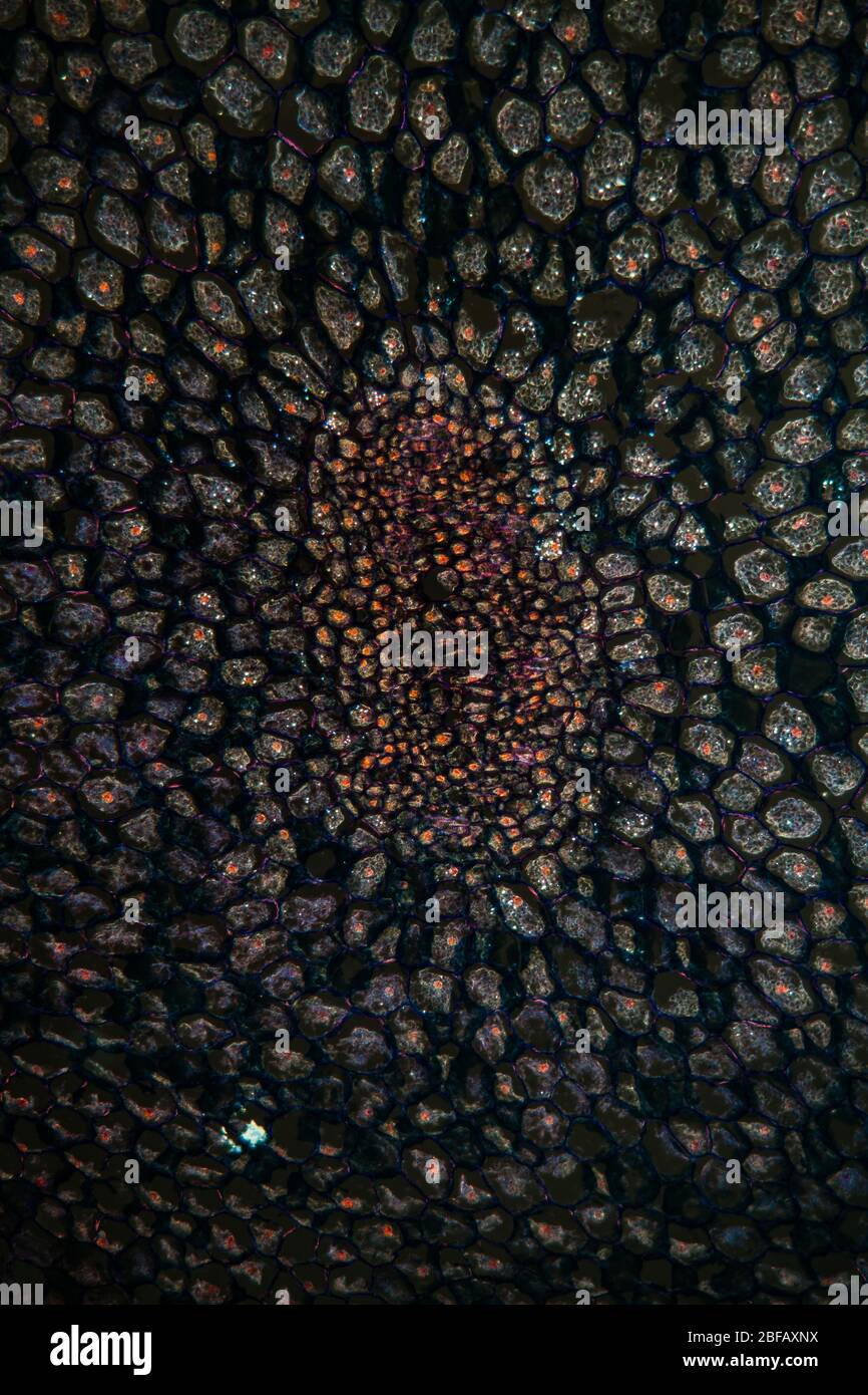 Celandine root hi-res stock photography and images - Alamy