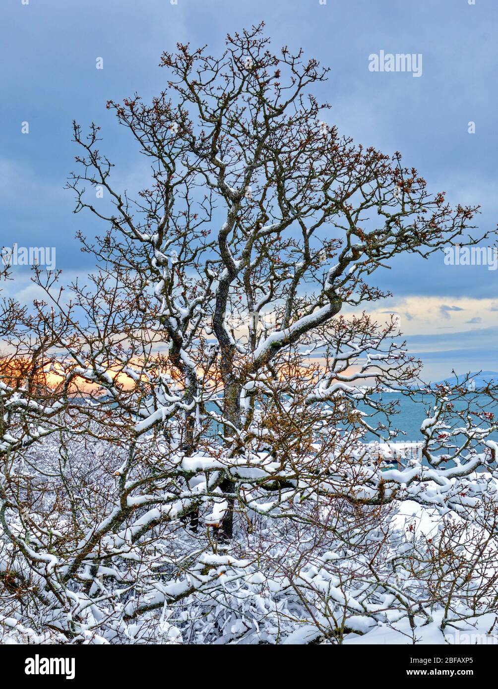 Garry Oak Trees British Columbia High Resolution Stock Photography and ...