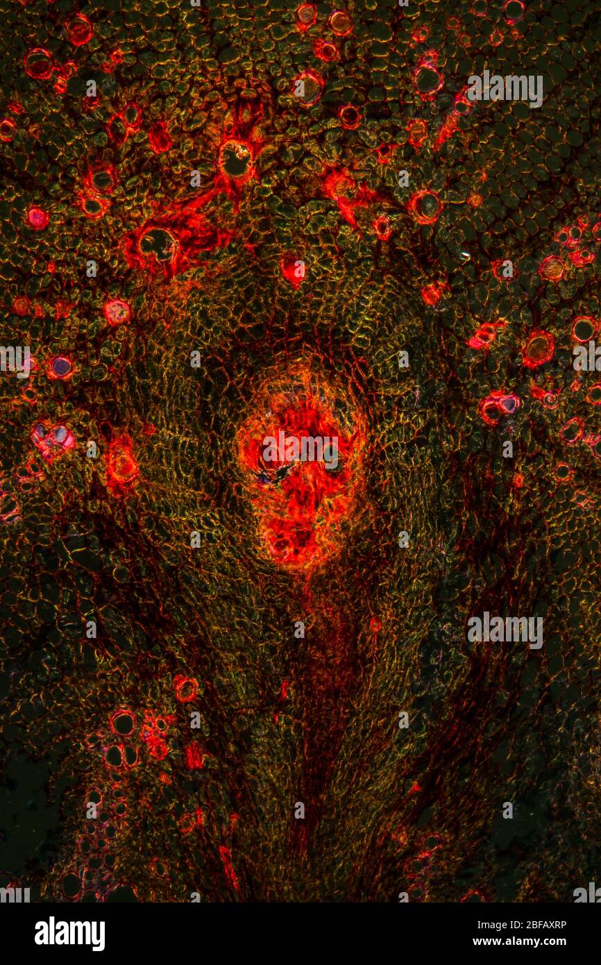 Carrot root in cross section 100x Stock Photo - Alamy