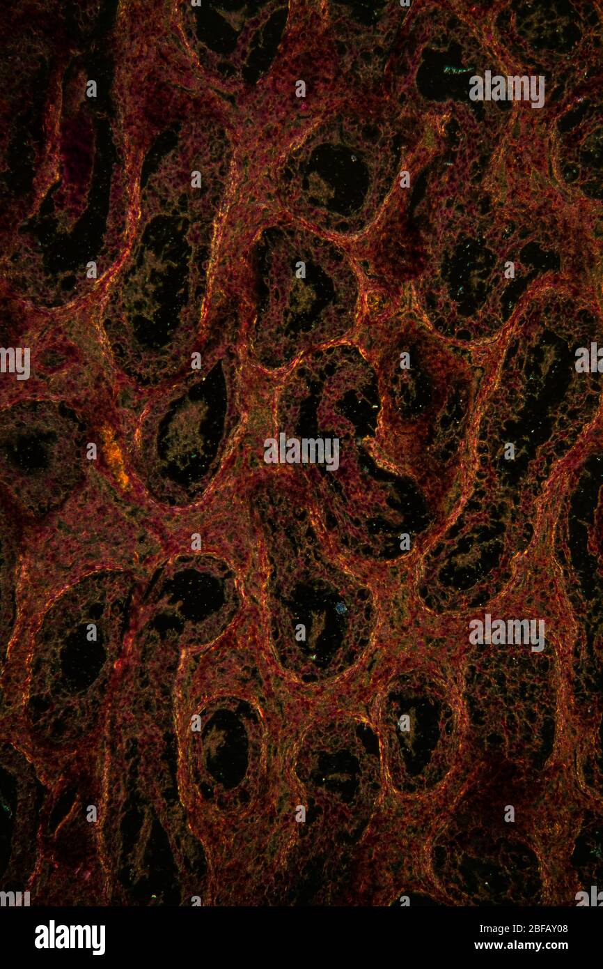 Testicle hi-res stock photography and images - Alamy