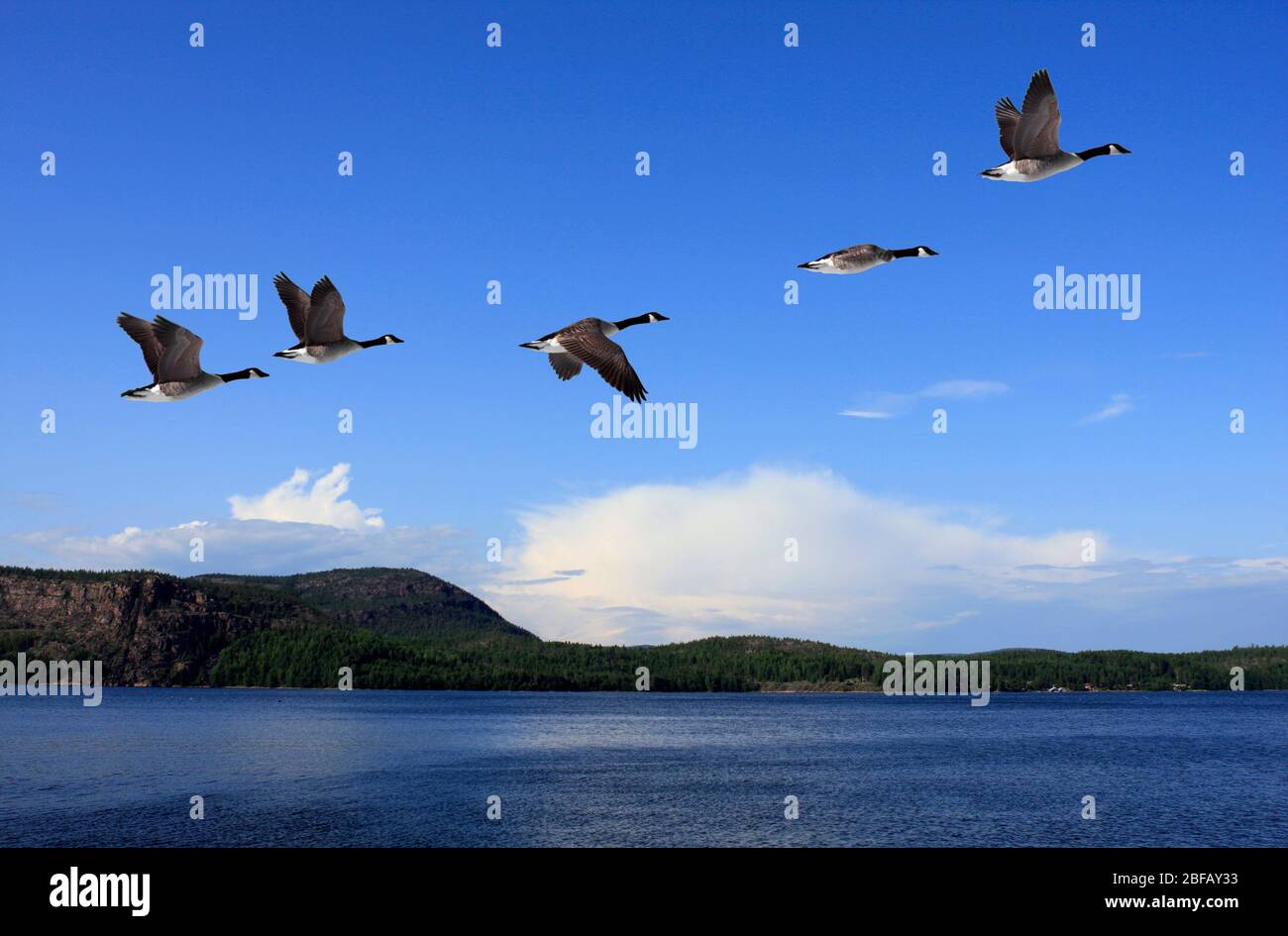 Canadian Goose in migration in the sky during spring. Seaside activity ...