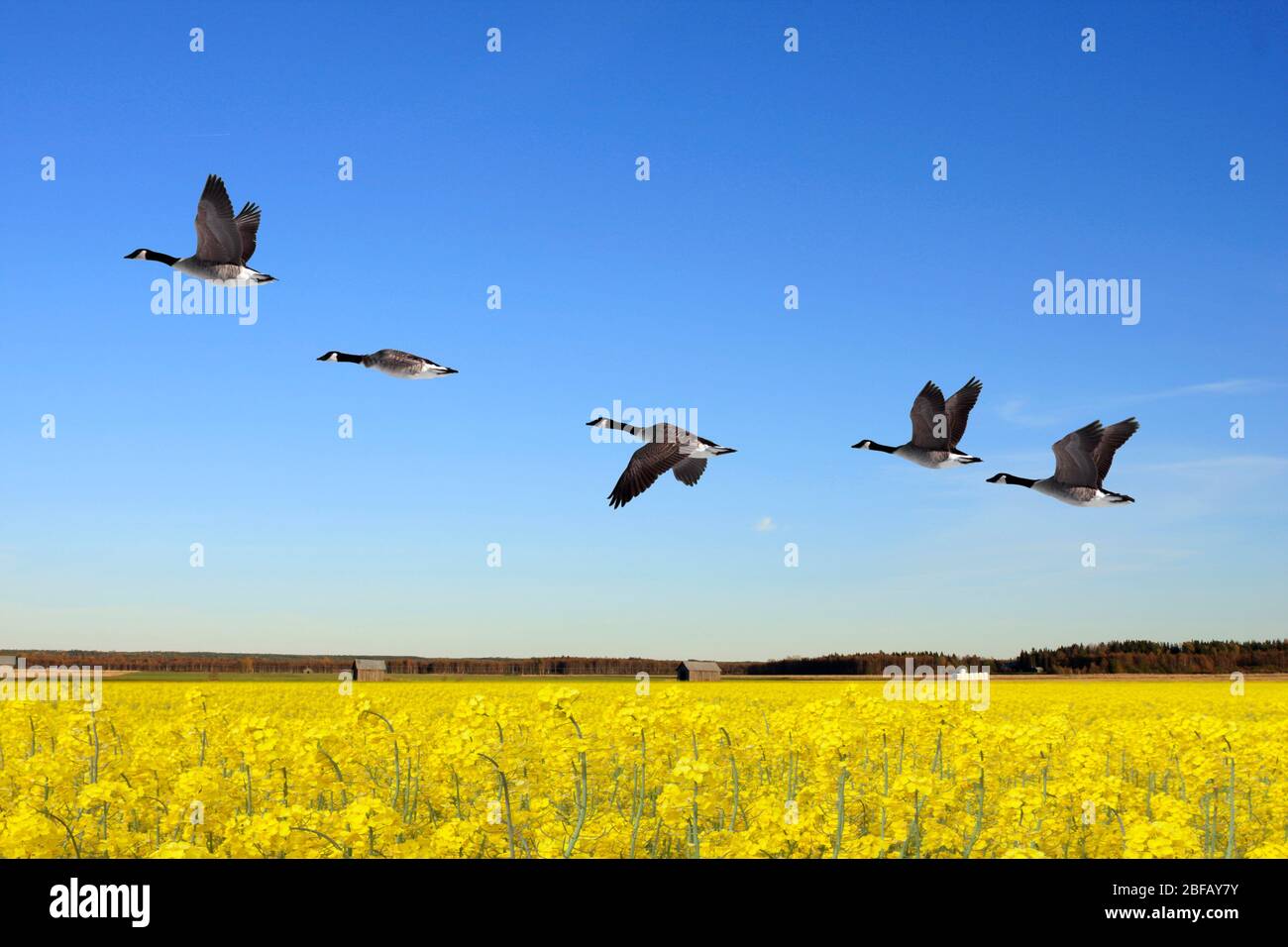 Canadian Goose in migration in the sky during summer. Bright sunshine ...