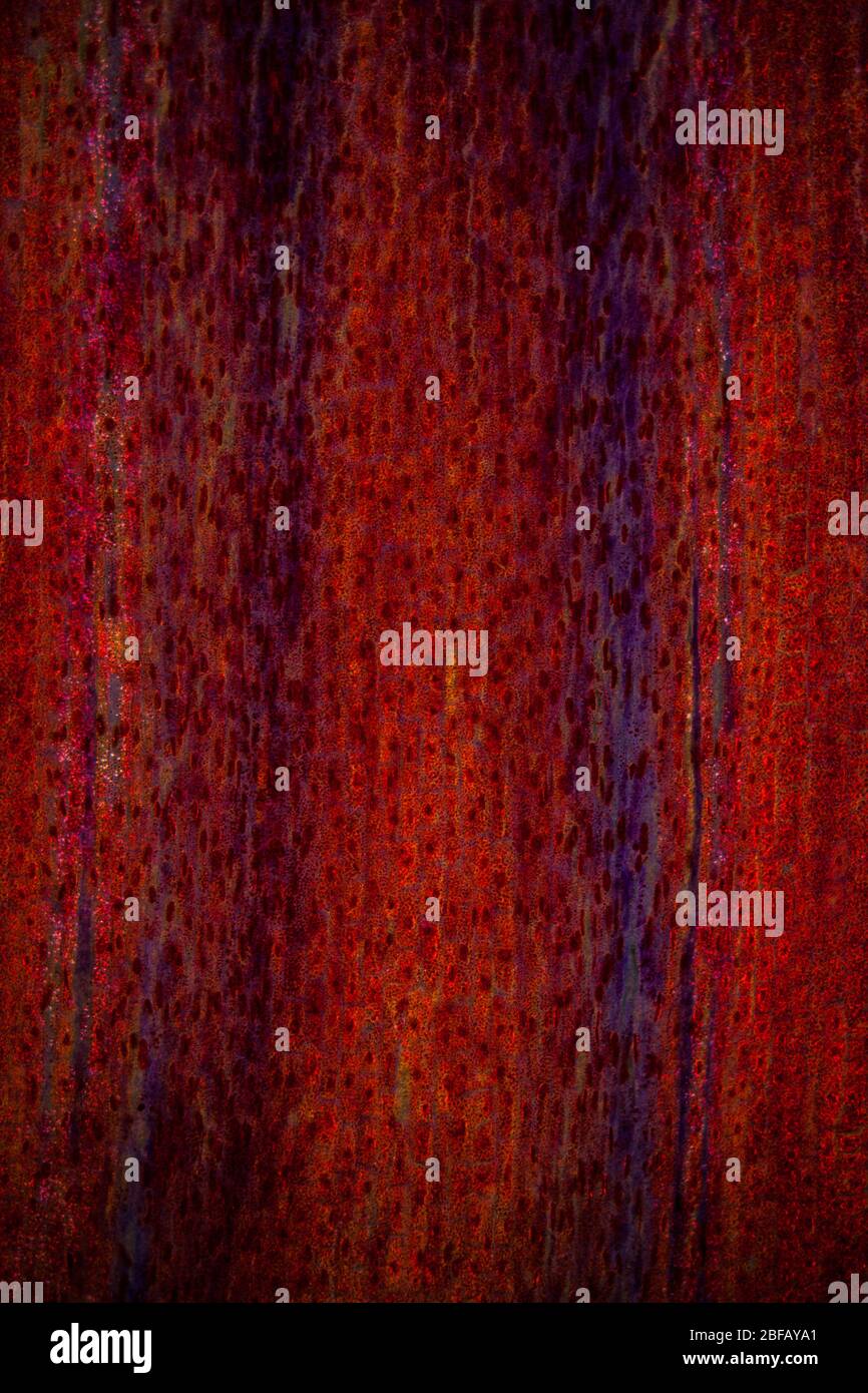 Longitudinal section of pine wood enlarged 100x Stock Photo - Alamy