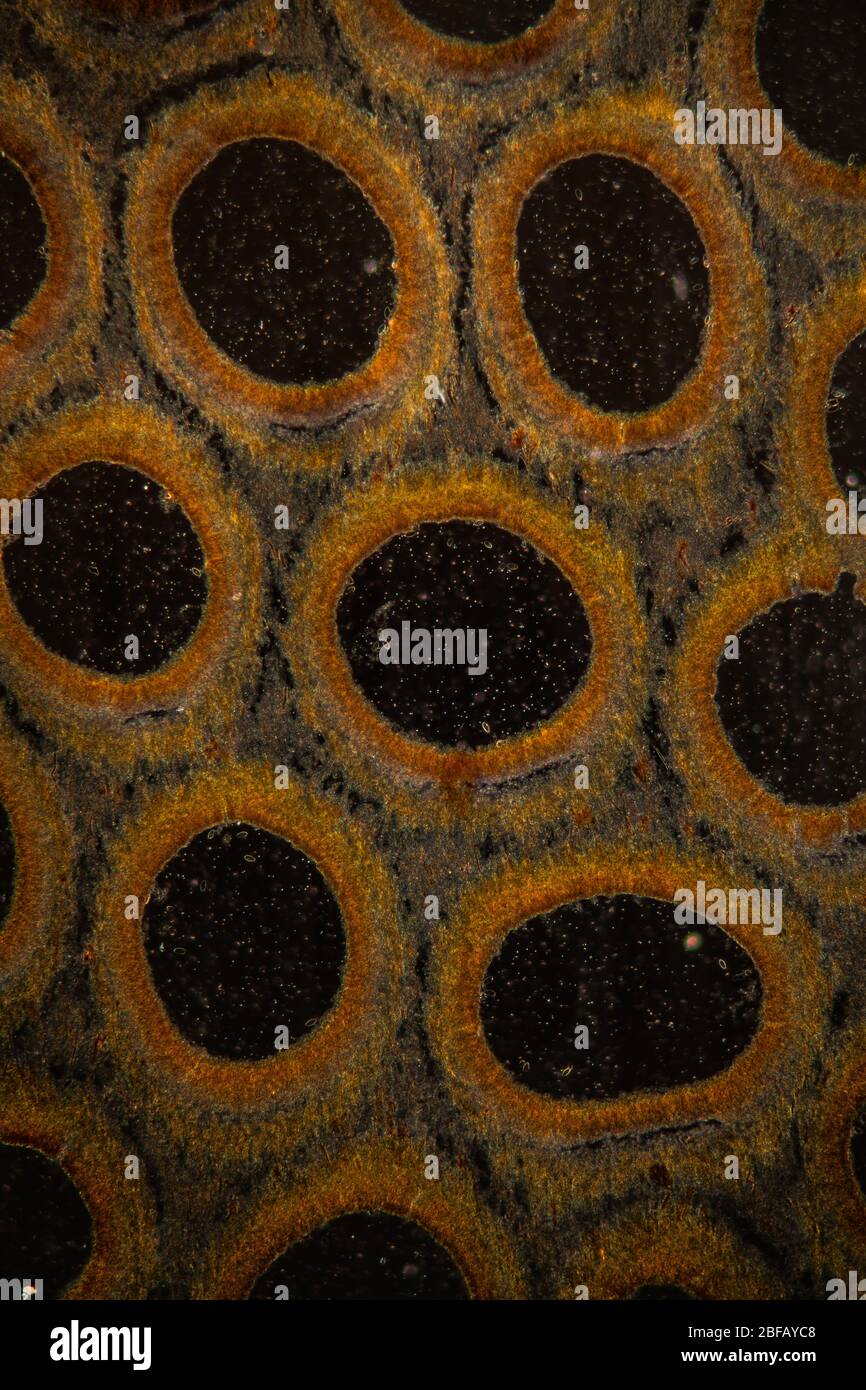 Tubular mushroom mushroom hat under the microscope 100x Stock Photo - Alamy