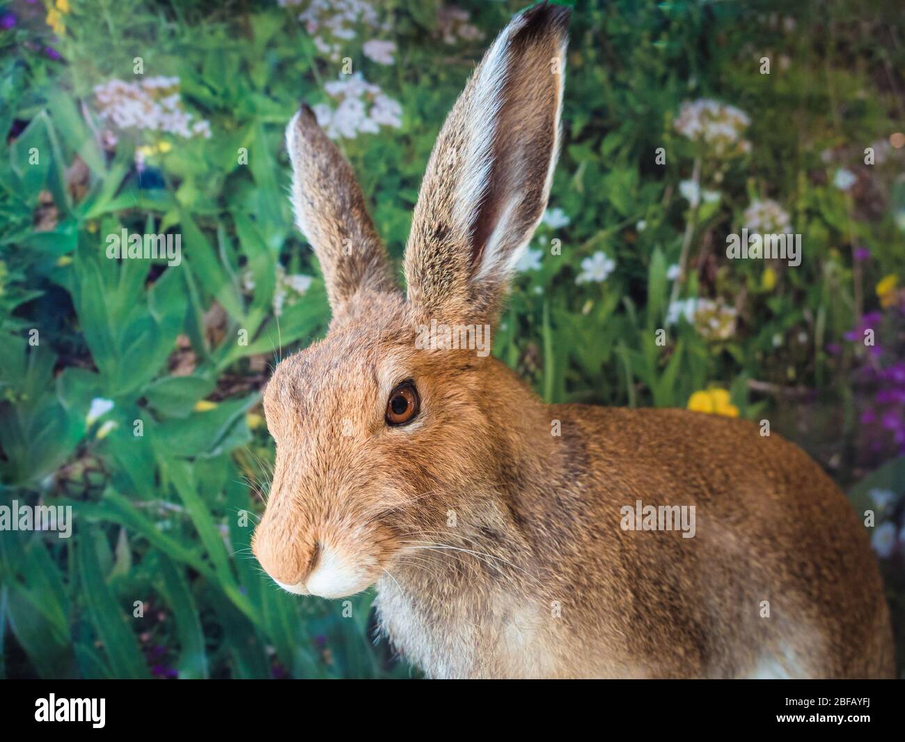 Common Hare High Resolution Stock Photography and Images - Alamy