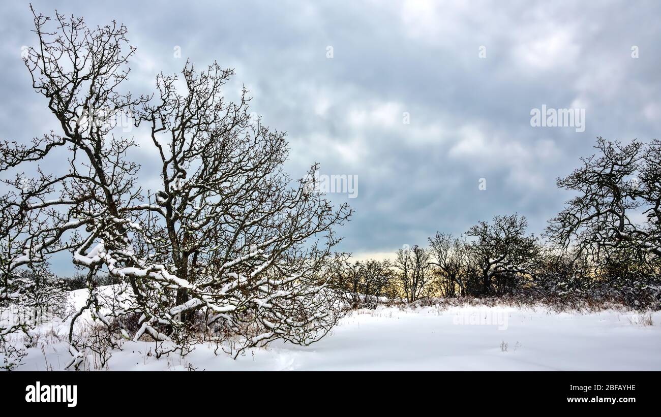 Garry oak trees british columbia hi-res stock photography and images ...