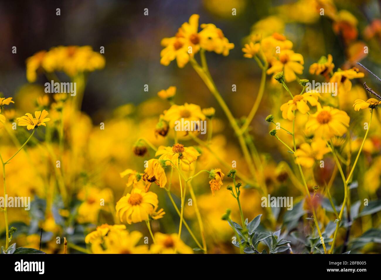 Spring blooms in the hills and mountains of the Sierra Lampazos ...