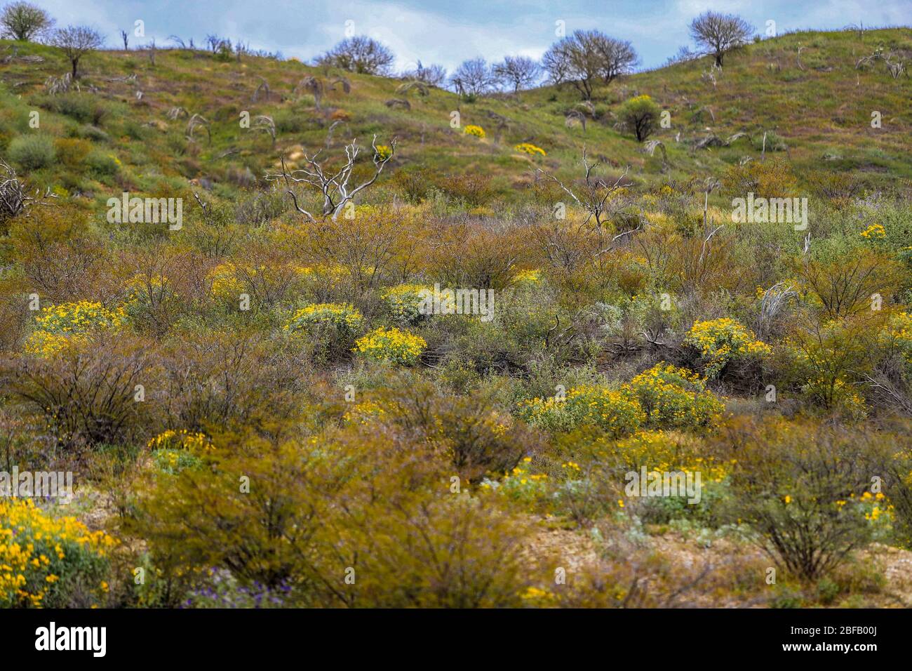 Spring blooms in the hills and mountains of the Sierra Lampazos ...