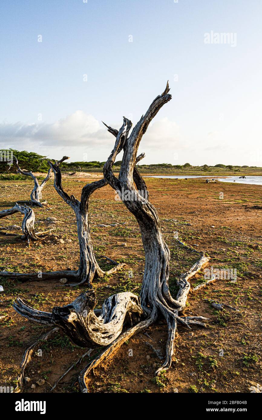 Dry tree in Medanos Blancos Beach. Falcon, Falcon State, Venezuela ...