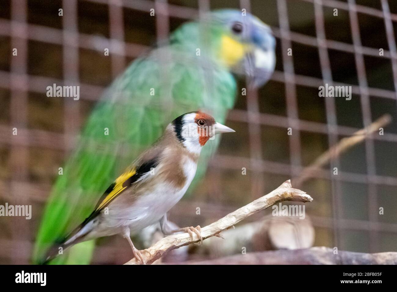 Amazon gray parrot hi-res stock photography and images - Alamy