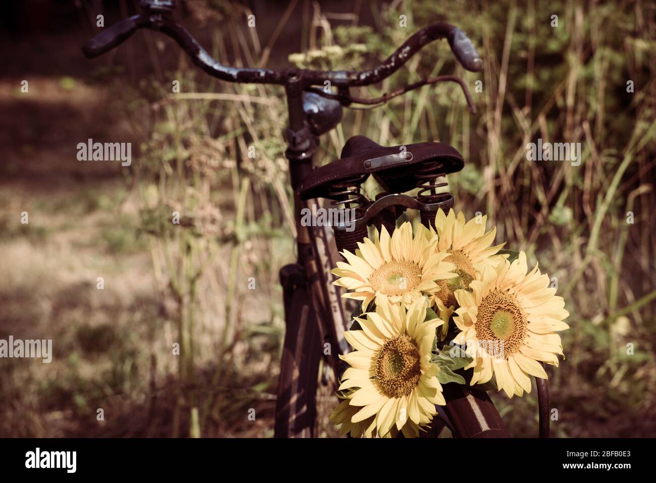 Sunflowers on a old bicycle Stock Photo - Alamy