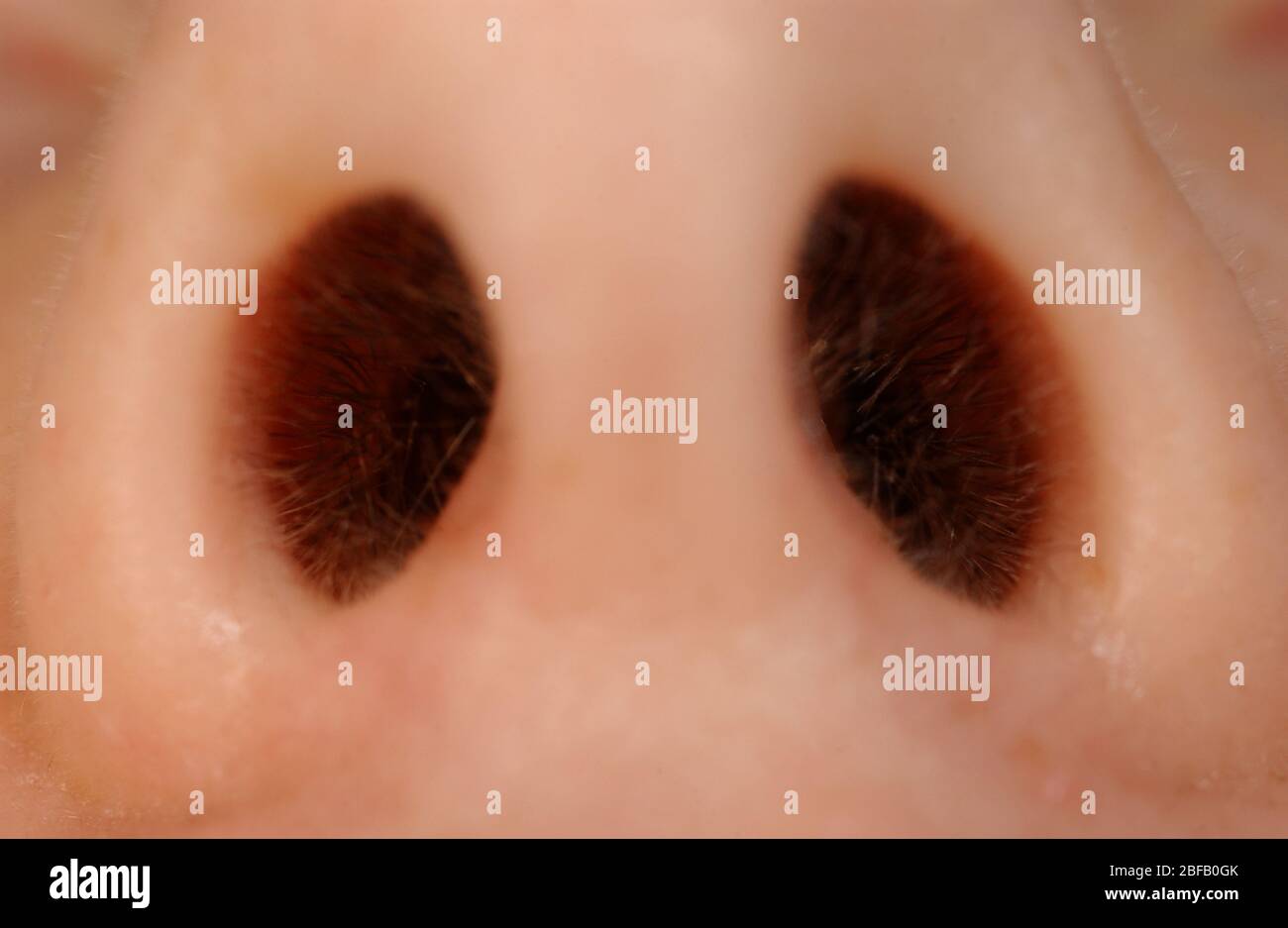 View up the nostrils of a person's nose Stock Photo - Alamy