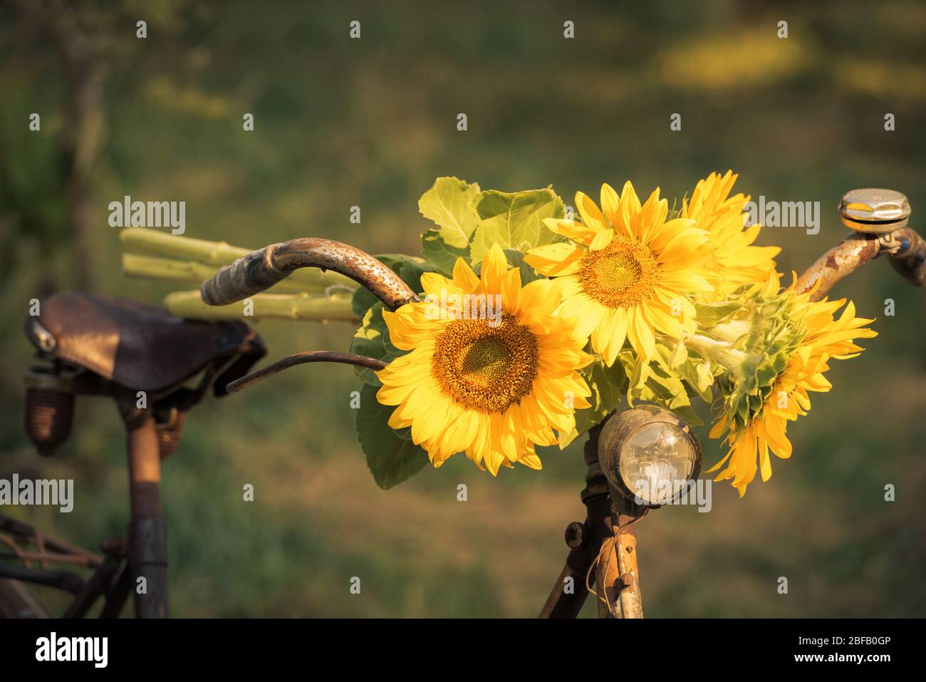 Sunflowers on a old bicycle Stock Photo - Alamy