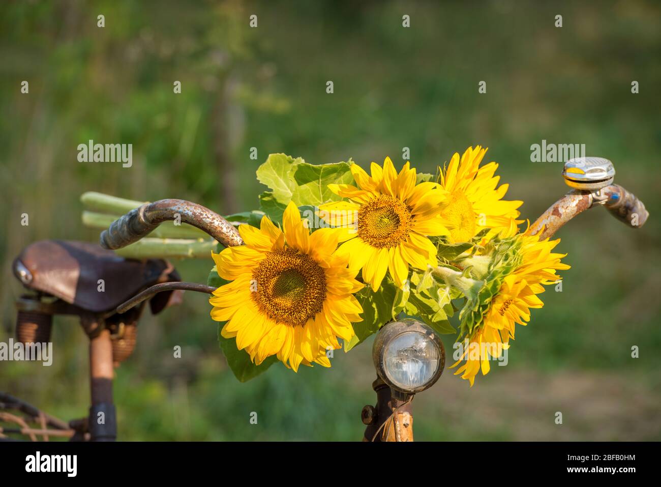 Sunflowers on a old bicycle Stock Photo - Alamy