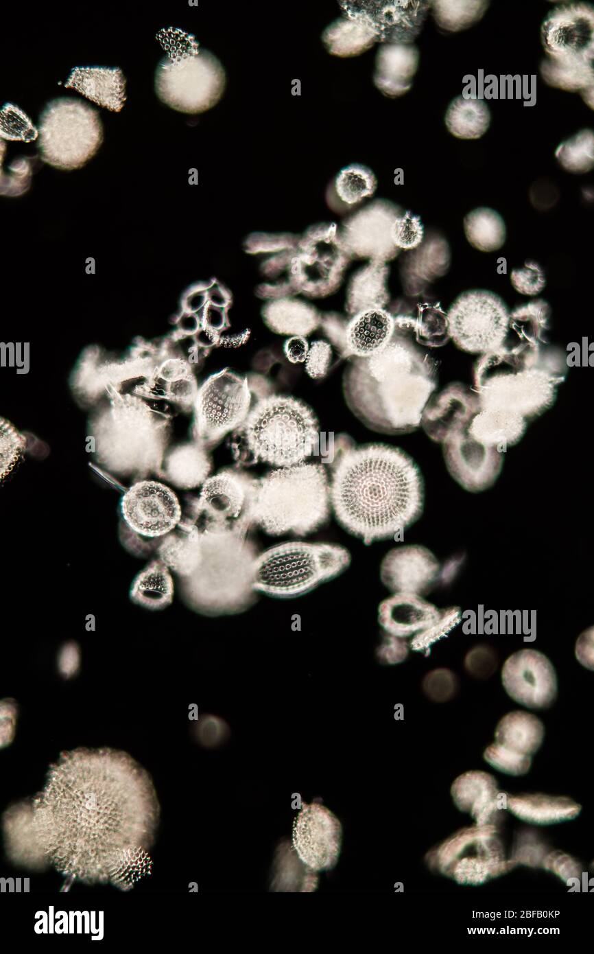 Radiolaria marine animals under the microscope 100x Stock Photo - Alamy